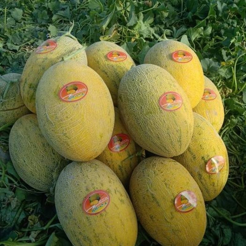 Xinjiang 86 King Super Sweet Hami Melon Seeds/Benih 15 pcs 新疆八六王超甜哈蜜瓜种子 ...