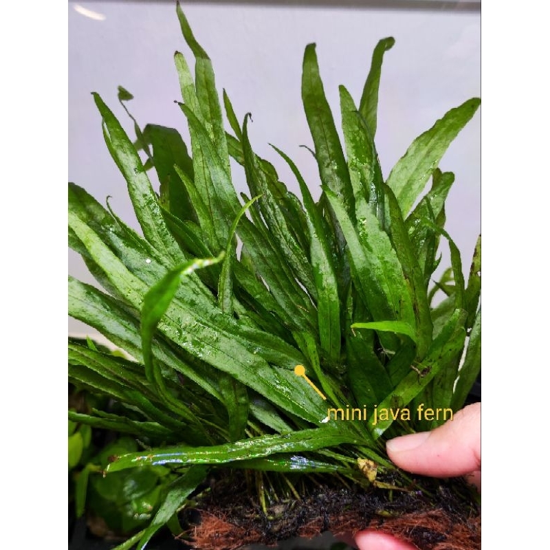 MINI JAVA FERN /Microsorum pteropus 'Mini Windelov' aquatic plants ...