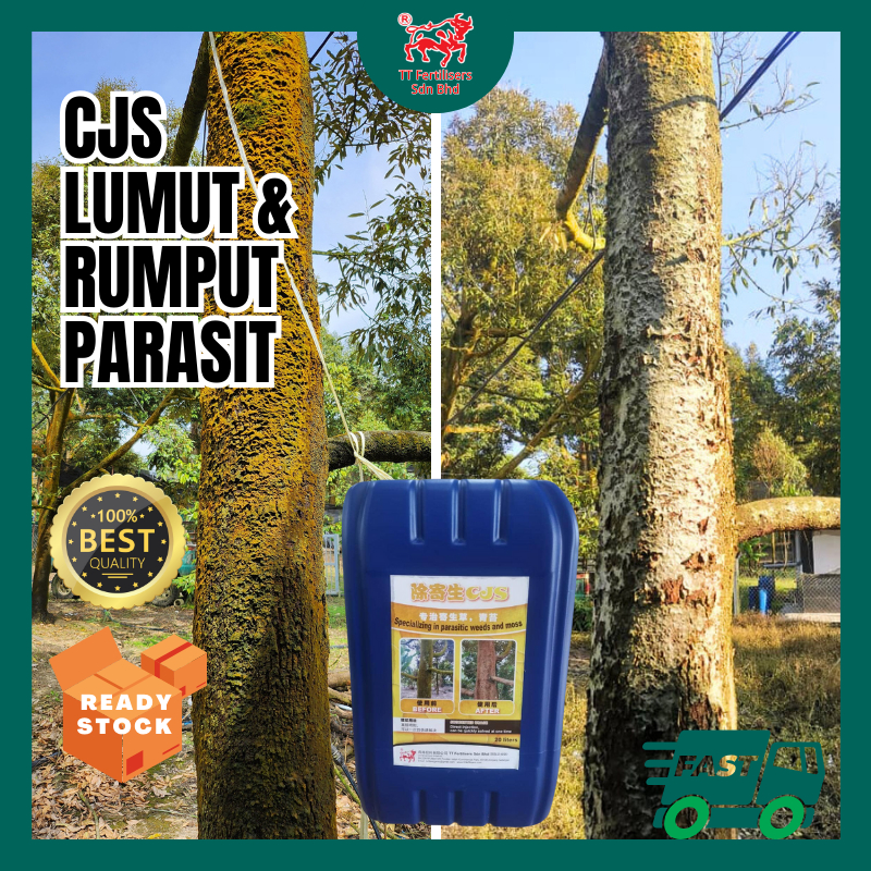 TT Fertilisers CJS Untuk Penyingkiran Rumput Parasit Lumut Pokok Durian ...