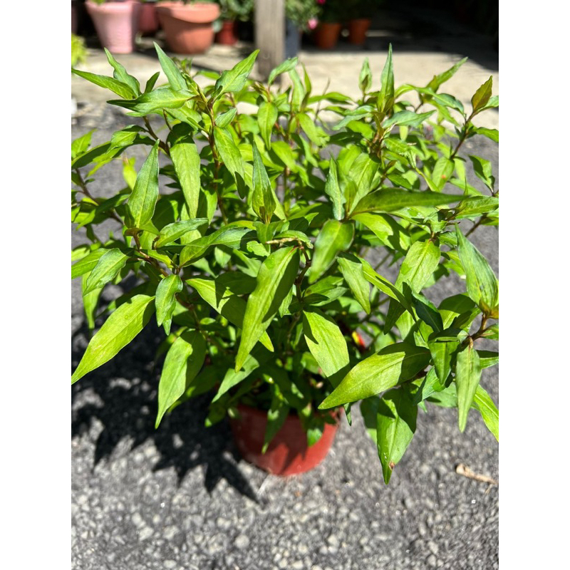 Kesum Daun Laksa (Pasu) / Daun Kesum Rimbun | Shopee Malaysia