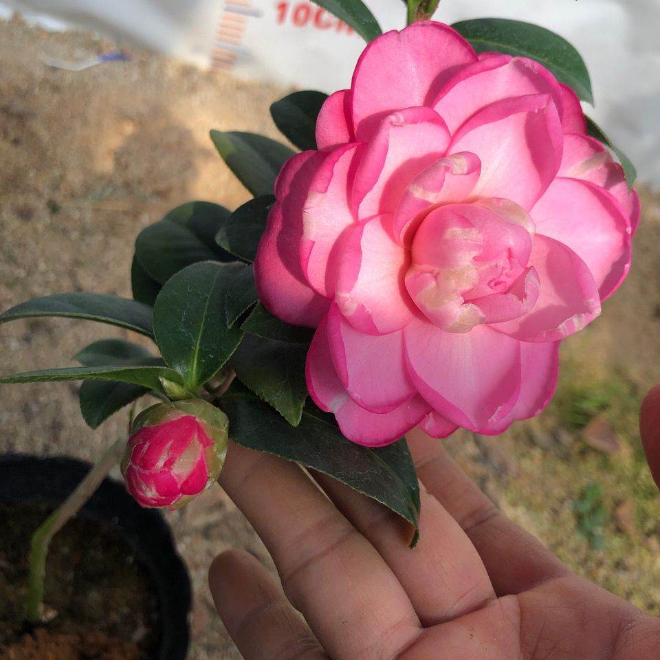 （Rare Dreed）Anak pokok Bunga Camelia Wangi, pokok camelia plant ...