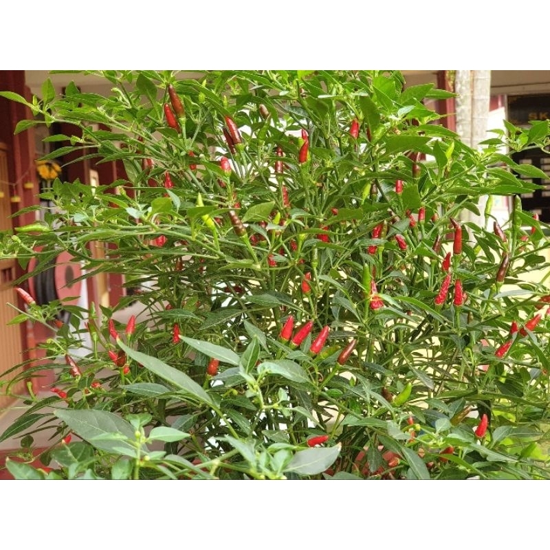 ️ ️60PCS BIJI BENIH CILI CENTIL SUPER PEDAS CILI SEED ️ ️ | Shopee Malaysia