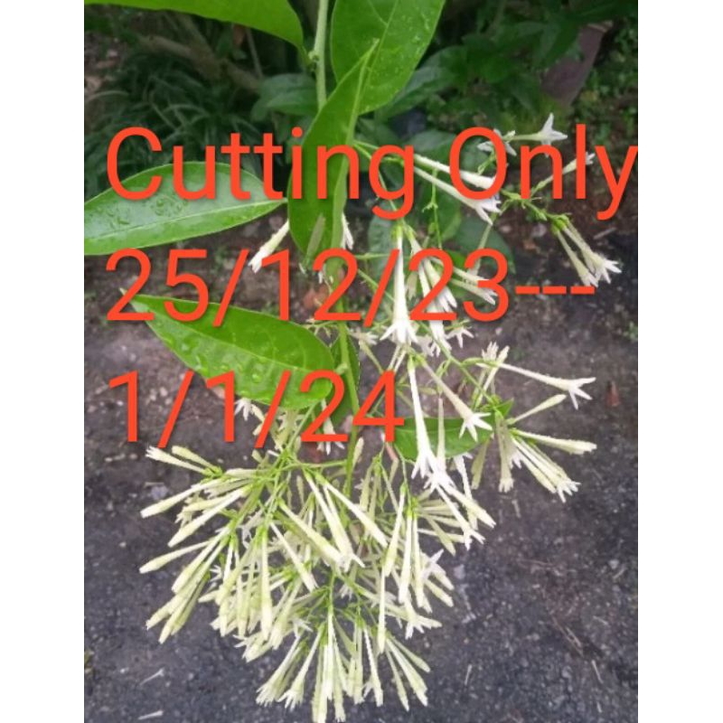 Night- blooming jasmine live plant/2 cuttings 夜香树/ 夜香木苗/剪枝 Keratan/Anak ...