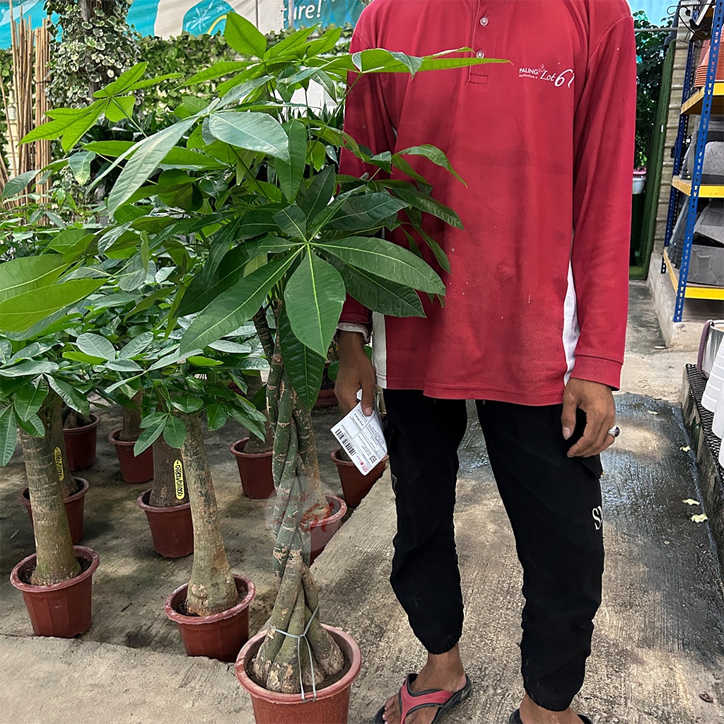 [Paling Horticulture Sdn Bhd] Big Size Pachira Aquatica 2.8ft - 3ft l ...