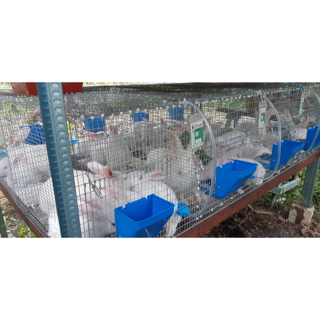 10ml BLUE drop BIRU titis cegah fungus kurap untuk arnab rabbit kucing ...