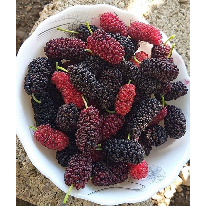 [READY STOCK] Pokok Hidup Mulberry Hybrid Live Plant ( SUDAH BERBUAH ...