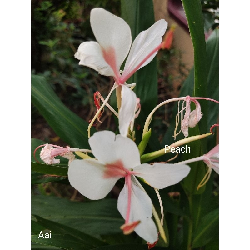 Ubi/Rizome Gandasuli bunga putih | Shopee Malaysia