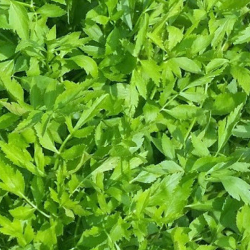 Anak Pokok Daun Ulam Selom Dalam Polybag | Shopee Malaysia