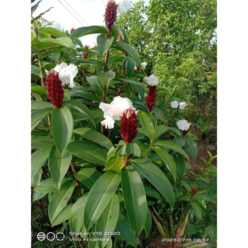 POKOK SETAWAR HUTAN YANG BANYAK KHASIAT. | Shopee Malaysia
