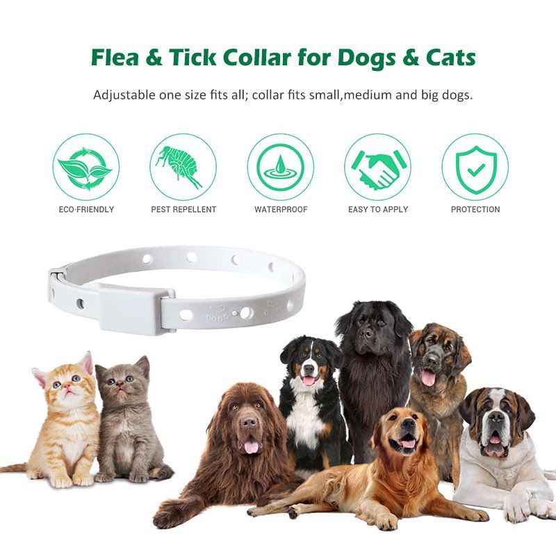Rantai Kucing Cat Dog Pet Collar Anti Flea Prevention Collar with Bell ...