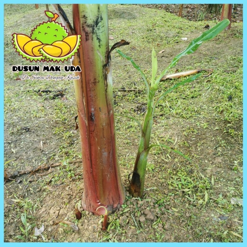 Anak Sulur Benih Pokok Pisang Nangka, Berangan, Tanduk, Emas, Abu, Raja ...
