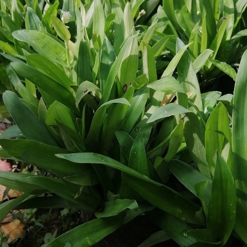 Anak Pokok Rumput Siti Khadijah / Beijing Grass / Harba Rumput | Shopee ...