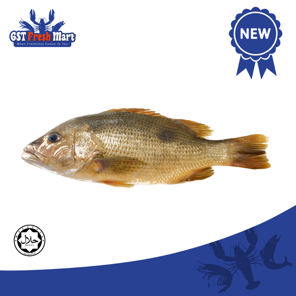 FROZEN JENAHAK CLEANED 400-600GM+-/NOS 冷冻红枣鱼 - GST FRESH MART | Shopee ...