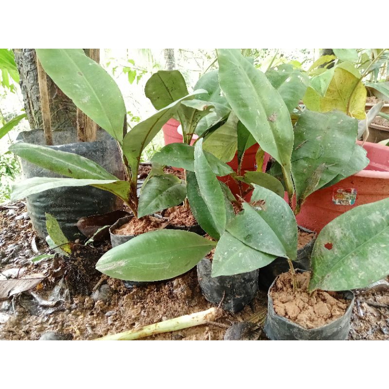 pokok kacip Fatimah polibeg | Shopee Malaysia