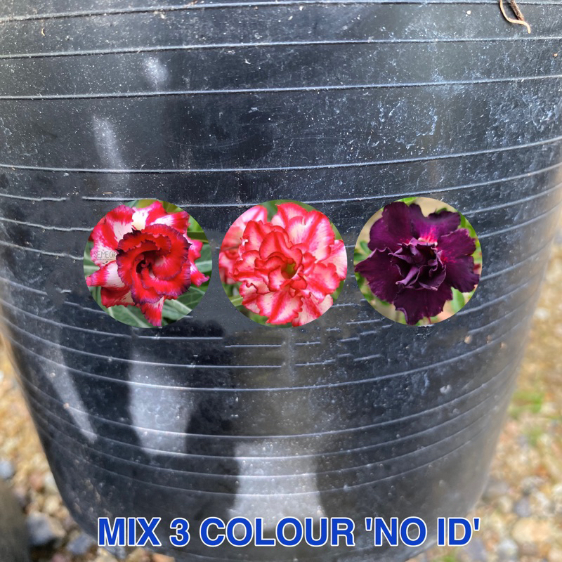 MIX ID POKOK BUNGA KEMBOJA/ADENIUM REAL LIVE PLANT PASU 8INCI (RARE ID ...