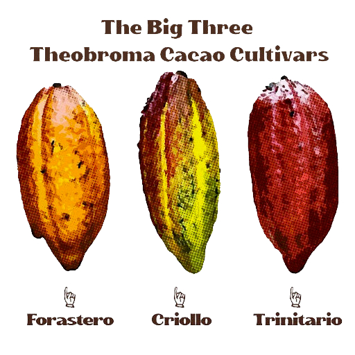 criollo cacao bean/nibs/powder coco origin Peru (Cacao Theobroma/bean ...