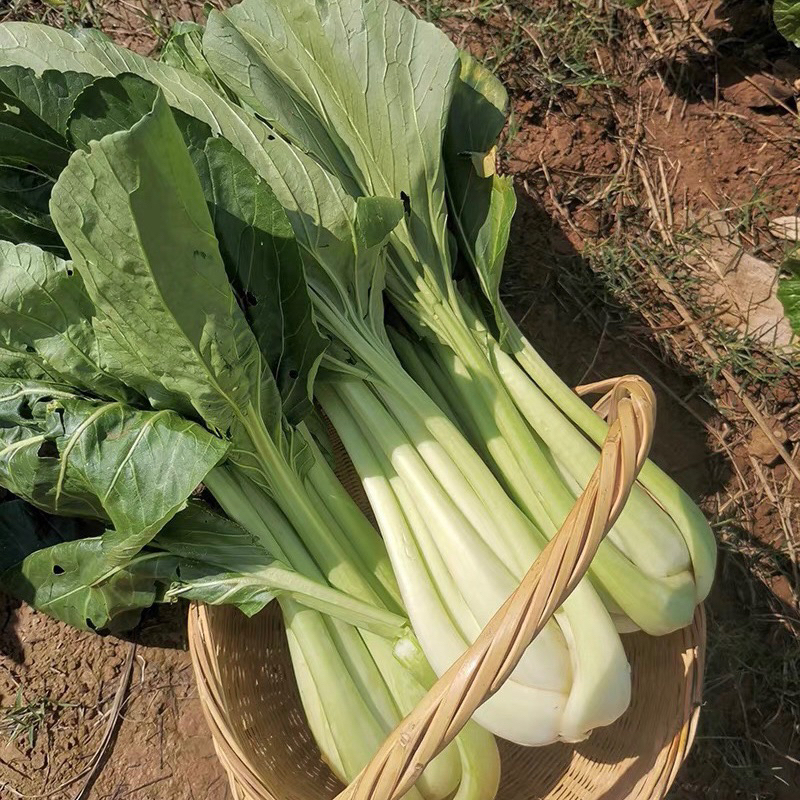 PREMIUM SEED - Benih Sawi Giant Sawi King | F1 Choy Sum seed - 300± ...