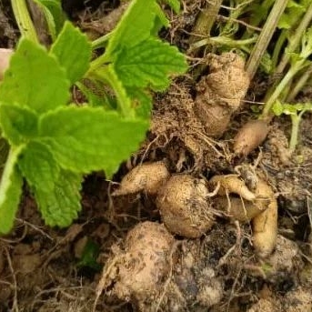 Keratan pokok Ubi Kemili /Ubi keling / Kentang Jembot / Janggut ...