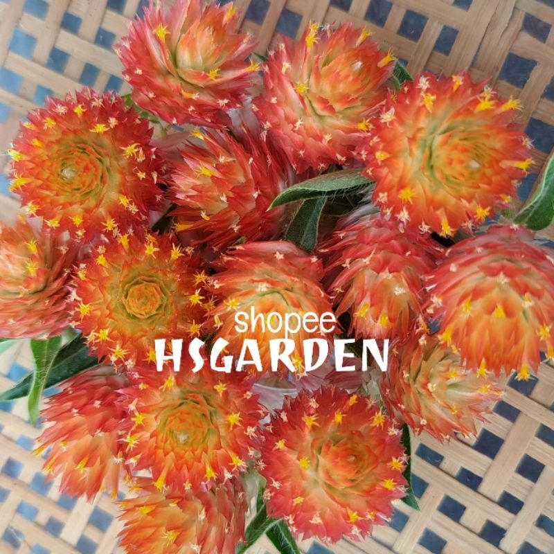 20 biji benih Bunga Butang Oren • Gomphrena seeds • Globe amaranth ...