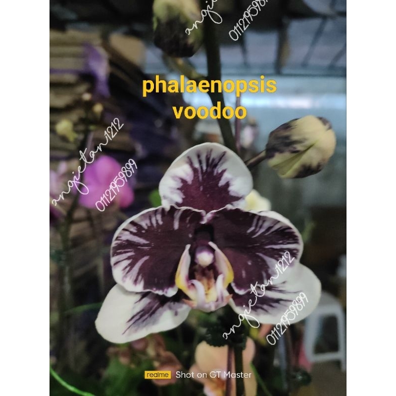 Phalaenopsis Voodoo flowering(Live plant) | Shopee Malaysia