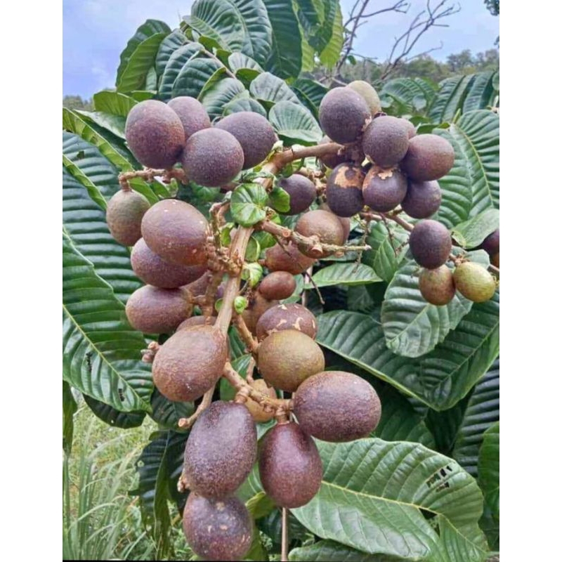 Pokok Buah Matoa / Longan Brazil /Buah Kristal | Shopee Malaysia