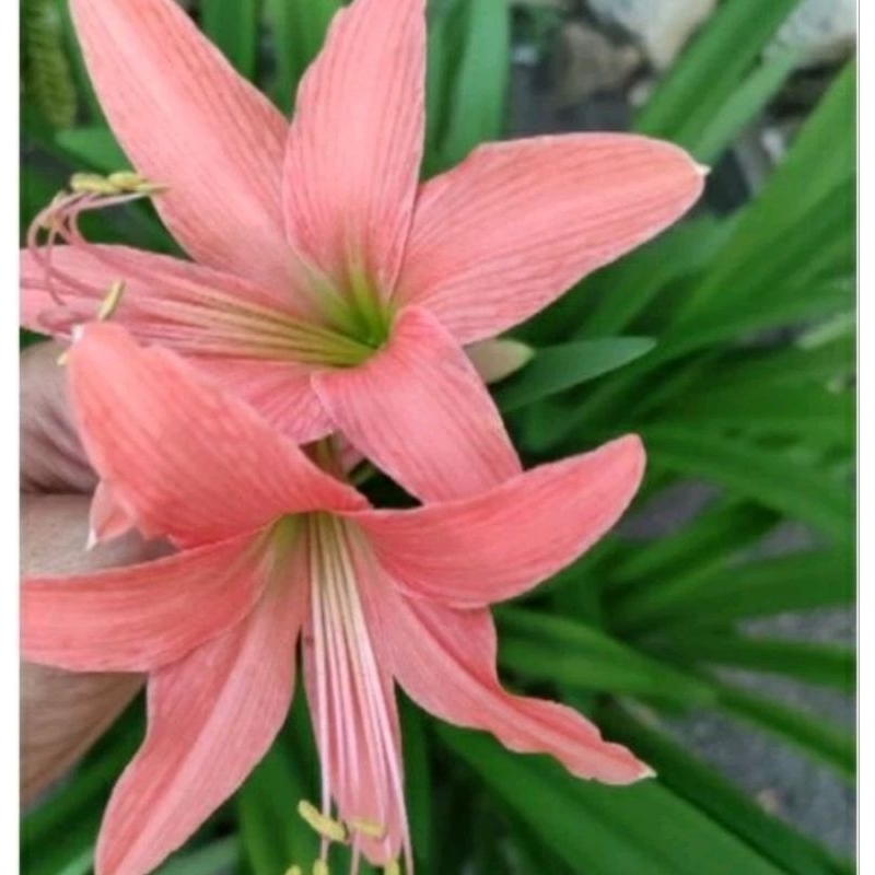 Bebawang / Bulbs amaryllis / bunga bawang / bunga lily beli 3 percuma 1 ...