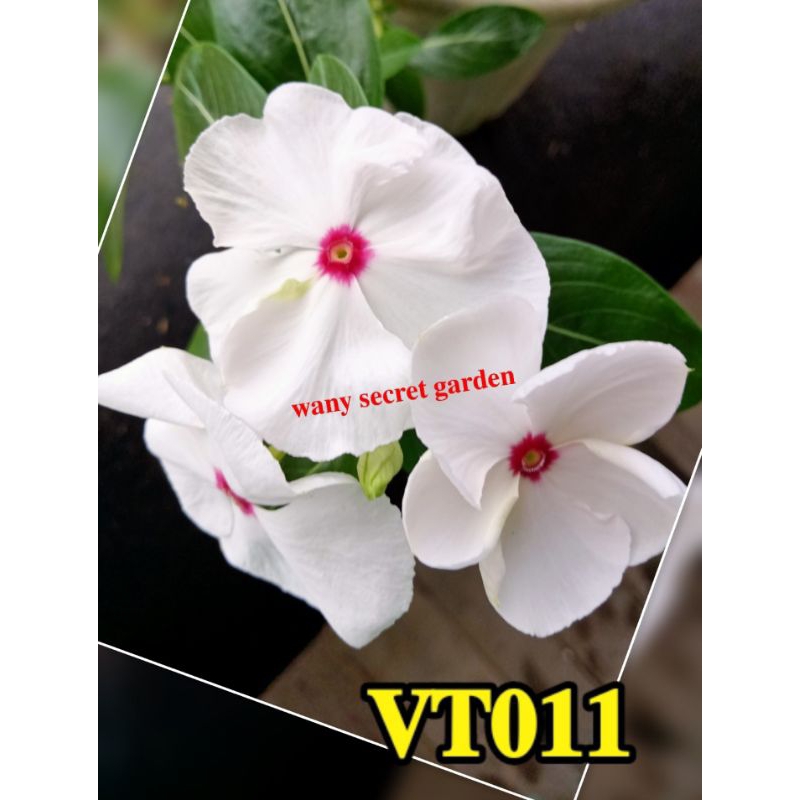 𝐕𝐈𝐍𝐂𝐀 𝐒𝐄𝐄𝐃 𝐕𝐓𝟎𝟏𝟏 (𝟏𝟎𝐏𝐂𝐒) 𝐓𝐄𝐆𝐀𝐊 | Shopee Malaysia