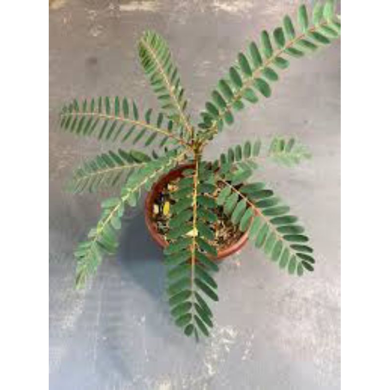 Turi/Pokok Turi Dlm Polybag | Shopee Malaysia