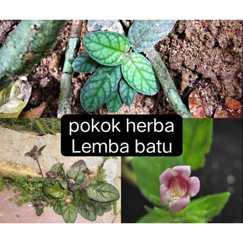 pokok lemba lemba batu | Shopee Malaysia