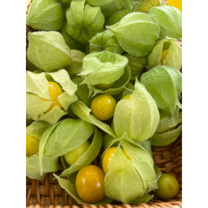 Biji benih golden berries 10 biji | Shopee Malaysia