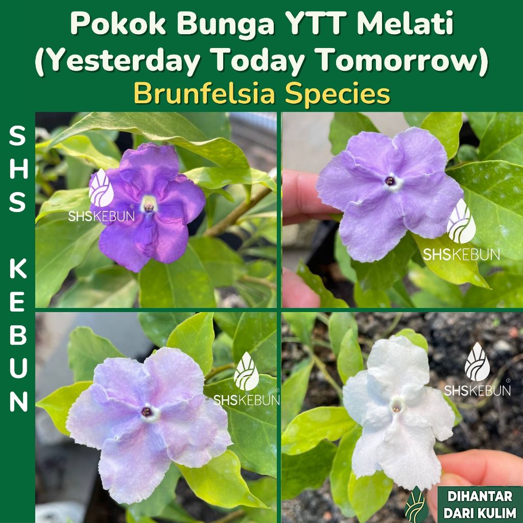 YTT Melati Plant Yesterday Today Tomorrow Plant Live Plant Pokok Bunga ...