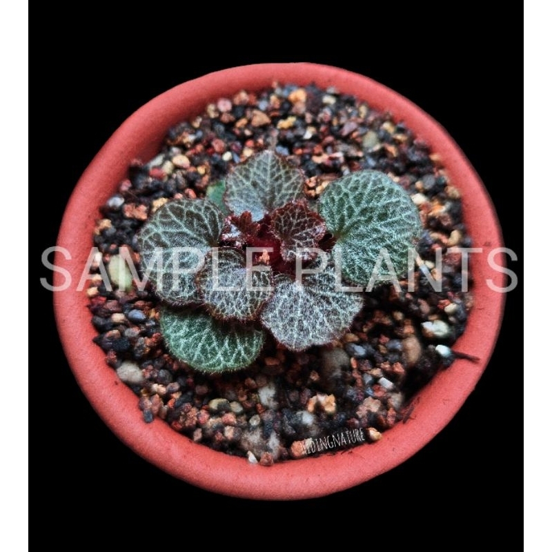 【HIDINGNATURE】 Micro Strawberry Begonia ( Saxifraga stolonifera ...
