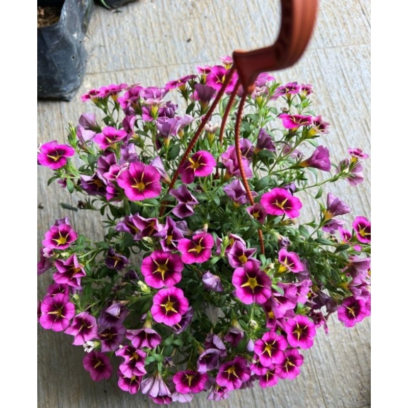 Petunia - Pokok Berbunga lebat - Pokok hidup | Shopee Malaysia