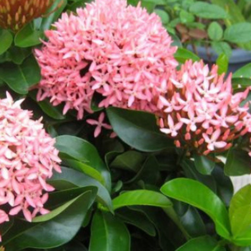 Anak Pokok Bunga Ixora Rose | Shopee Malaysia