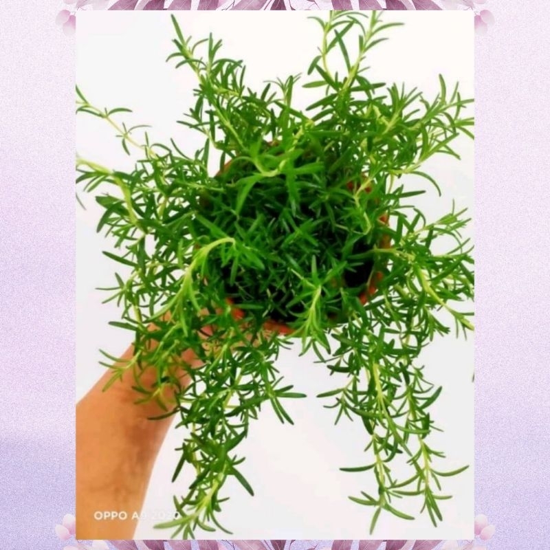 Ganohealth herbs Hanging Rosemary Prostrate with 150mm pot direct from ...