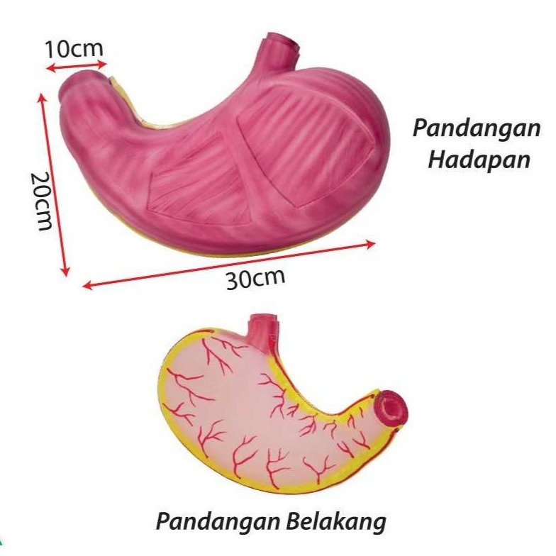 MODEL OF HUMAN STOMACH/MODEL BAHAGIAN PERUT MANUSIA/ALATAN MAKMAL SAINS ...