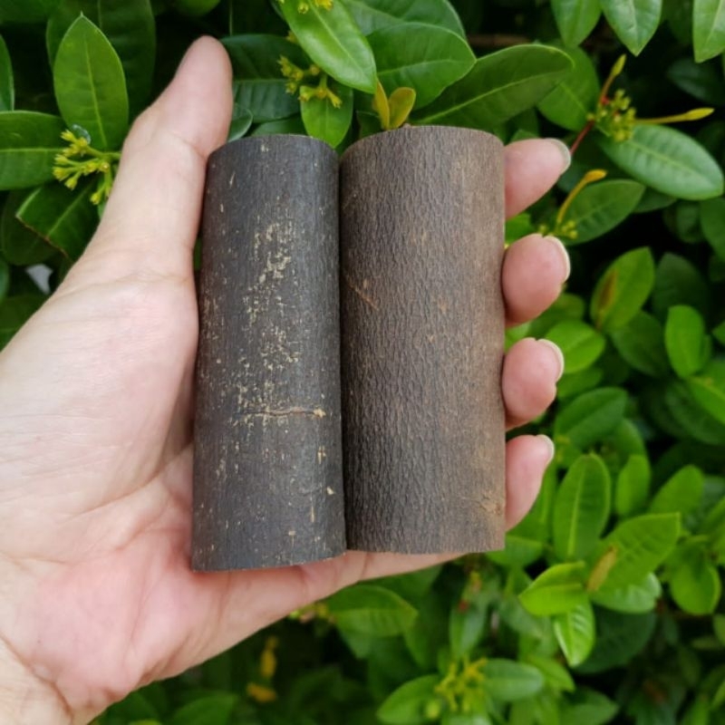 Tas Jantan & Betina / Kayu Limpanas / Kayu Hujan Panas (100% Asli) 8 CM ...