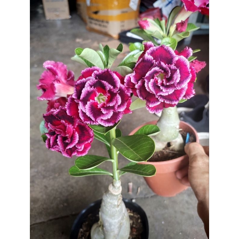 Adenium kemboja ID blue Phoenix 973 富贵花 ID 蓝凤凰 | Shopee Malaysia