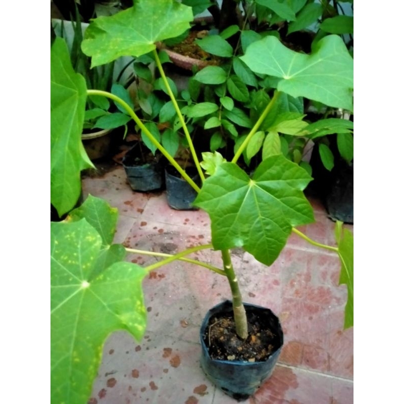 anak pokok jarak buy 1 free 1pokok cepat grap 1000 satu khasiat fast ...
