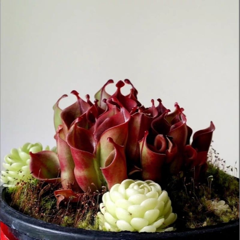 Heliamphora heterodoxa x minor, carnivorous plant, Pitcher plant ...