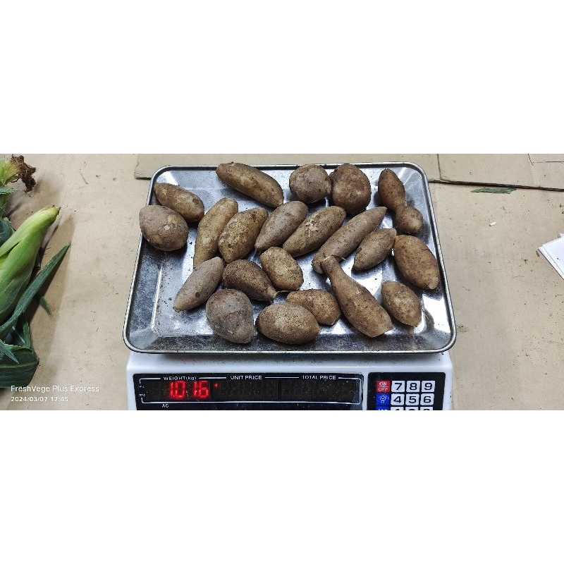 Organic Yacon mini (1KG++)Cameron Highlands(size mini) | Shopee Malaysia