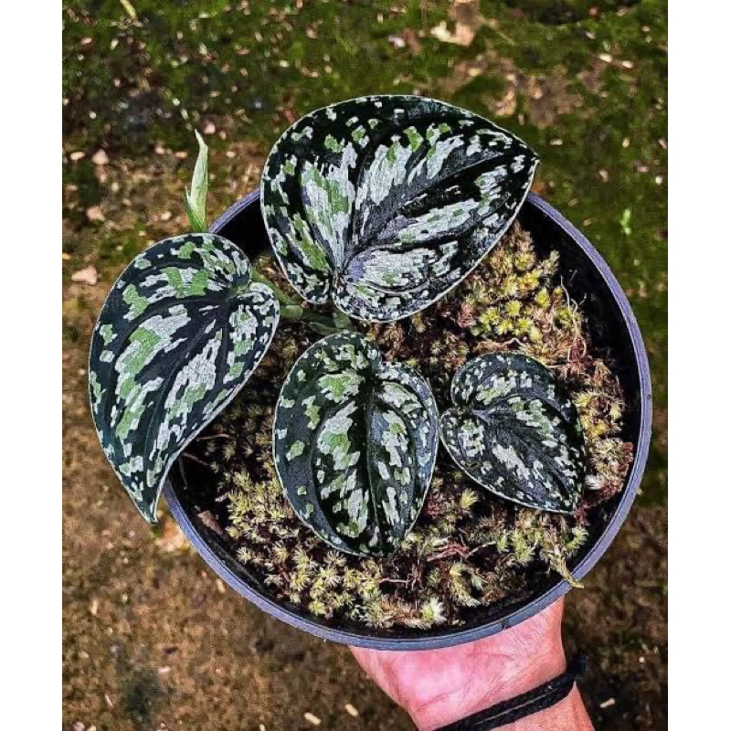 🌿🪴Scindapsus Tricolor [Rare plant] Limited stock🪴🌿 Scindapsus Sp Borneo ...