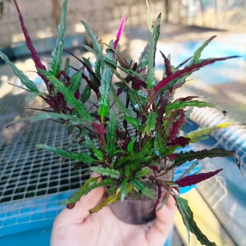 Aquarium landscape live water plant/Hemigraphis repanda /Tumbuhan ...