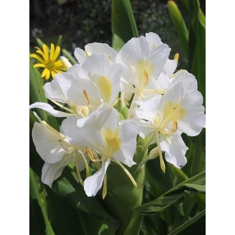Anak Pokok Gandasuli/Butterfly Gingers/Hedychium Coronarium | Shopee ...