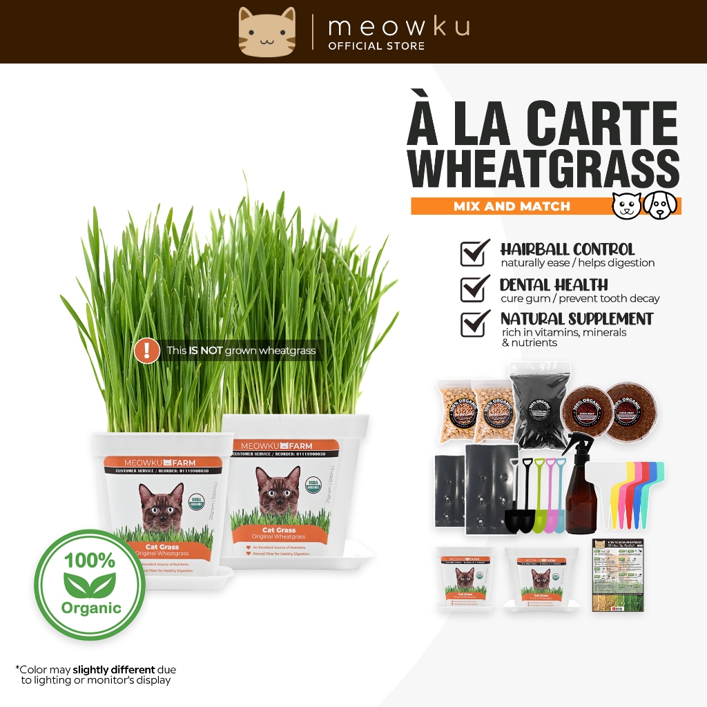 READY STOCK 🐱 Premium Grade Organic Wheatgrass Seed Biji Benih Rumput ...