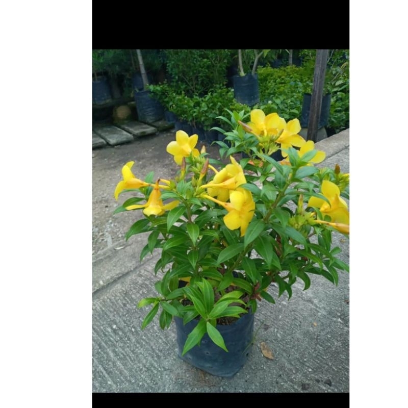 Pokok Alamanda kuning daun kecil | Shopee Malaysia