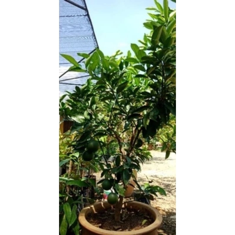 pokok limau Bali sunkis buah manis | Shopee Malaysia