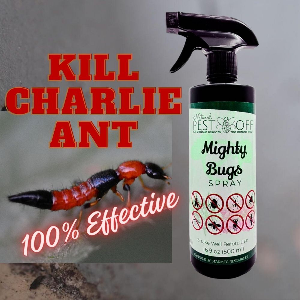 PestOff Mighty Bugs Spray Kill Charlie Ant Bunuh Semut Charlie Fast ...