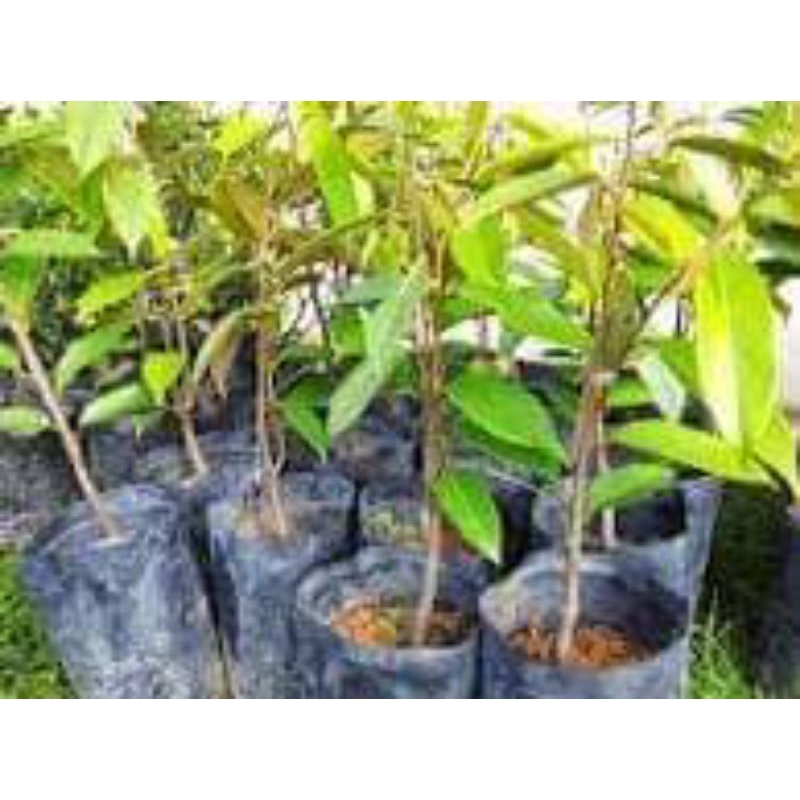 Pokok Durian Duri Hitam / Black Thorn | Shopee Malaysia
