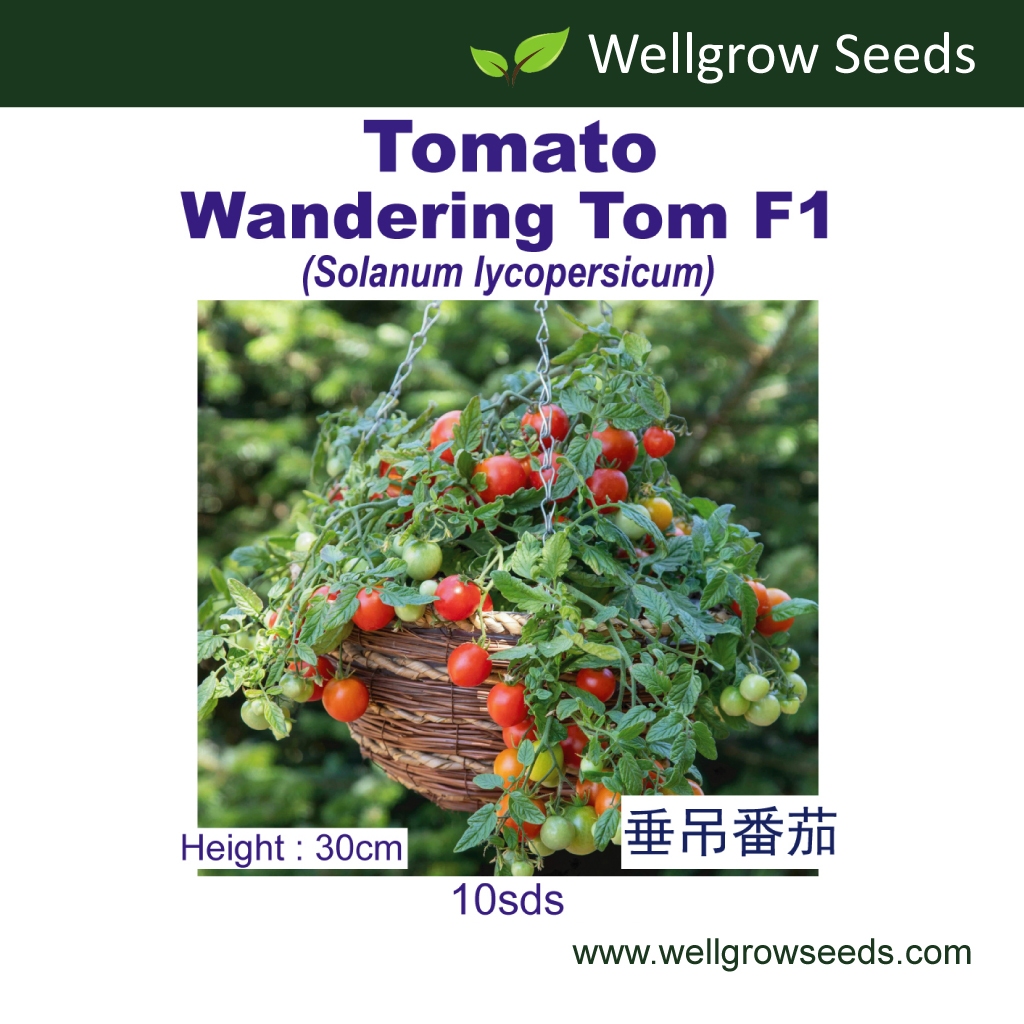 Tomato Wandering Tom F1 (10sds) (Trailing) 垂吊番茄:流浪汉 Vegetable Seeds ...